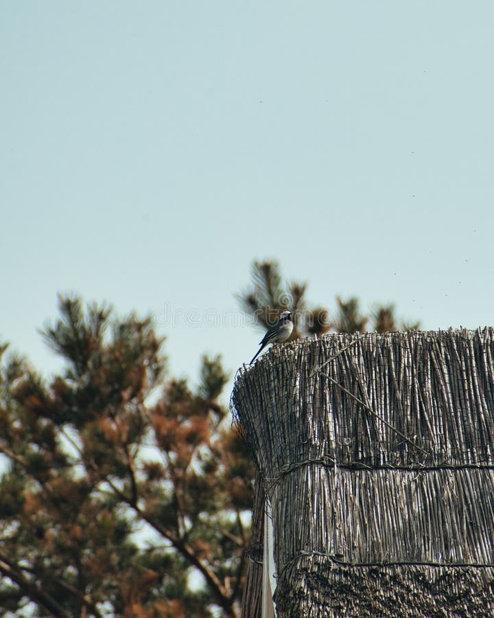 Vertical Closeup Shot of a Small Northern Mockingbird Perched with a ...