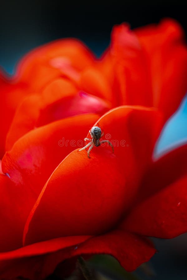 Vertical Closeup Shot of a Small Spider on a Red Rose Stock Photo ...