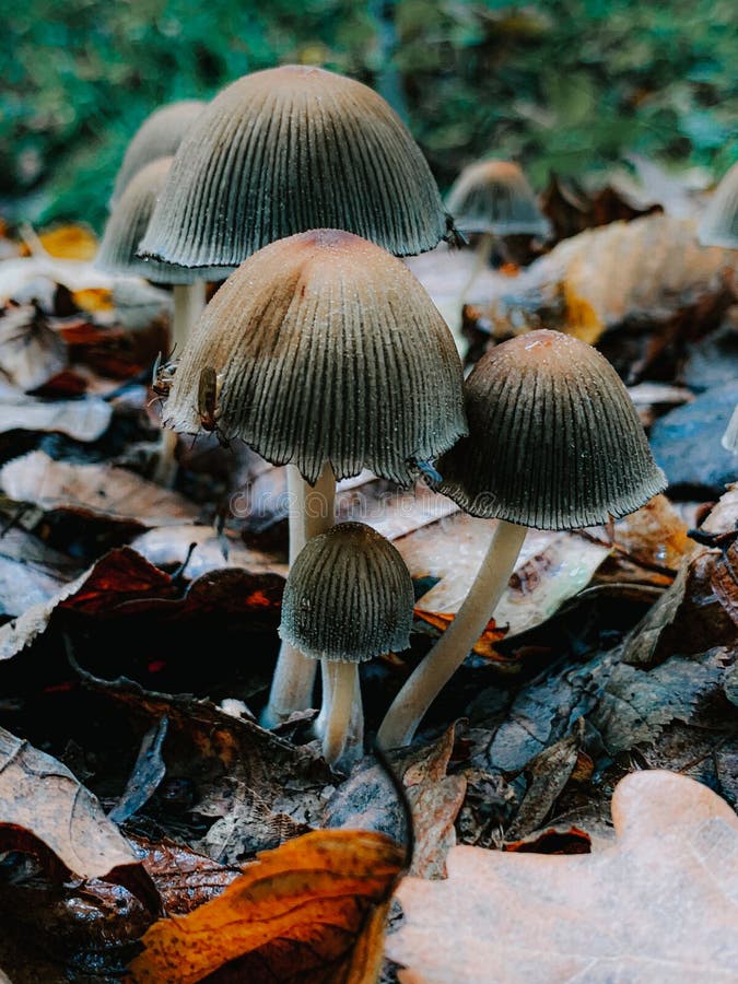 Vertical Closeup Shot of Small Thin Fungi on the Forest Floor Stock ...
