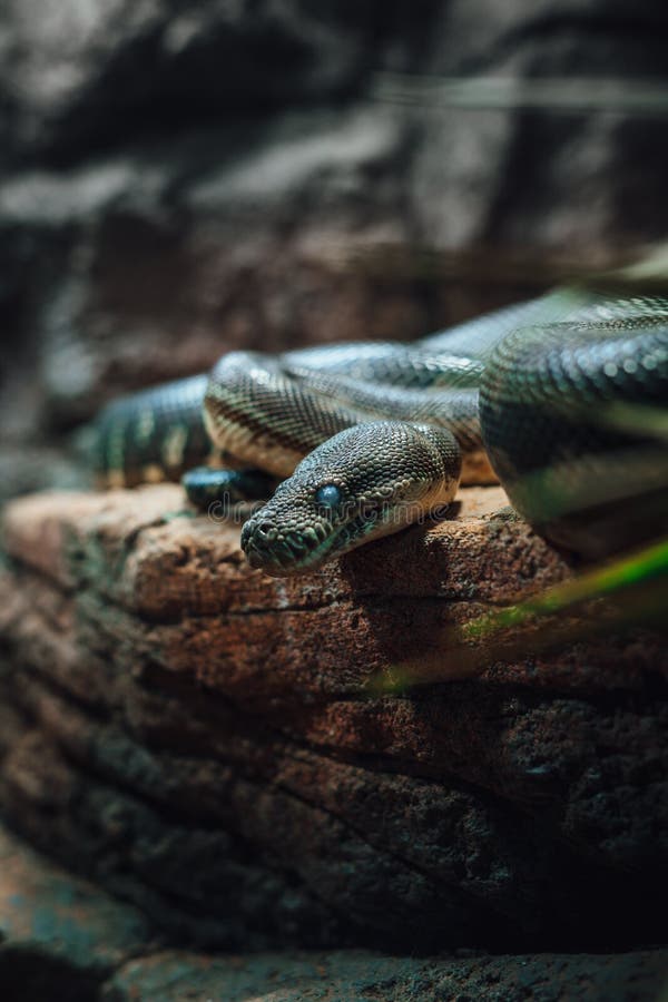 Vertical Closeup Shot of a Snake at the Zoo Stock Image - Image of ...