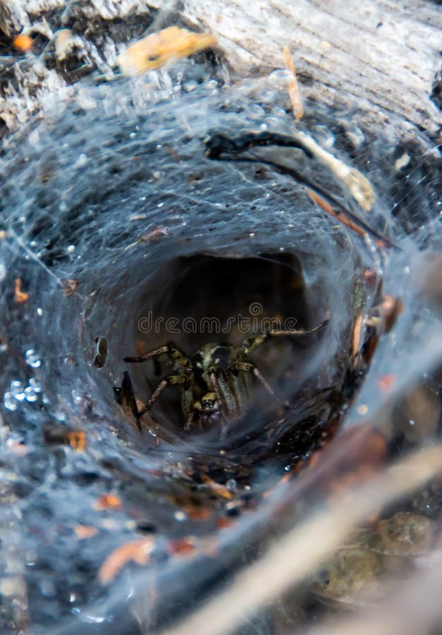 436 Black Hole Spider Stock Photos - Free & Royalty-Free Stock Photos ...