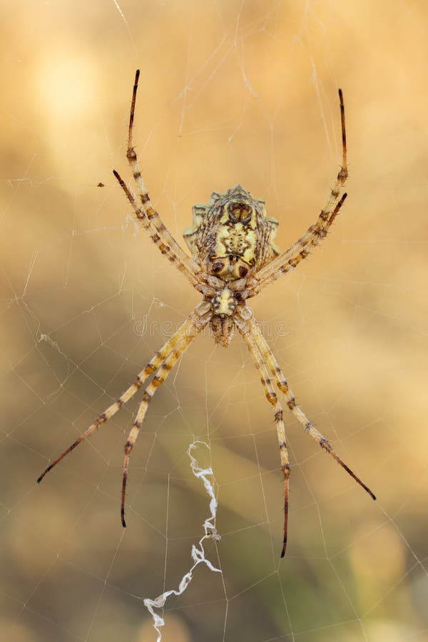 Vertical Closeup Shot of a Spider in Its Web Stock Photo - Image of ...