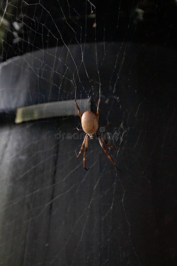 Vertical Closeup Shot of a Spider on a Spider Web Stock Photo - Image ...