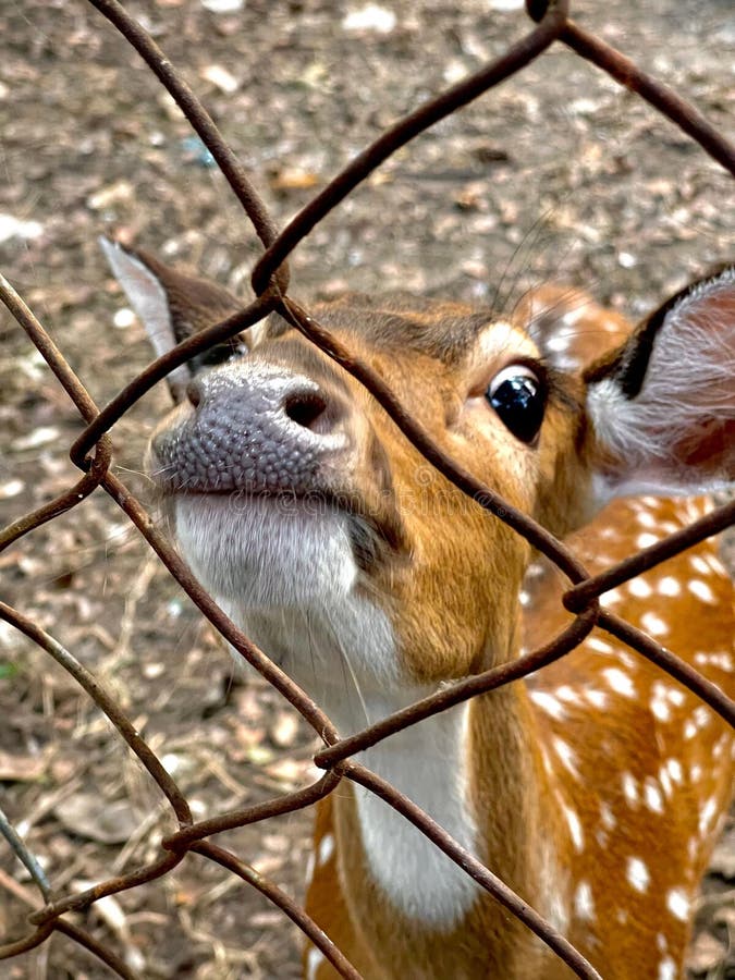 Vertical Closeup Shot of a Spotted Fallow Deer Looking through a Gate ...