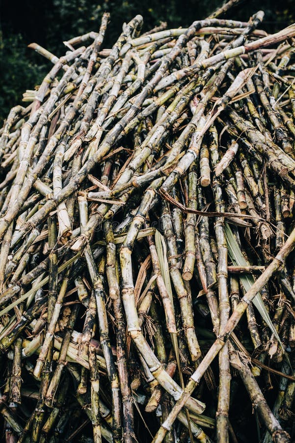 Vertical Closeup Shot of a Stack of Dried Sugar Canes in an ...