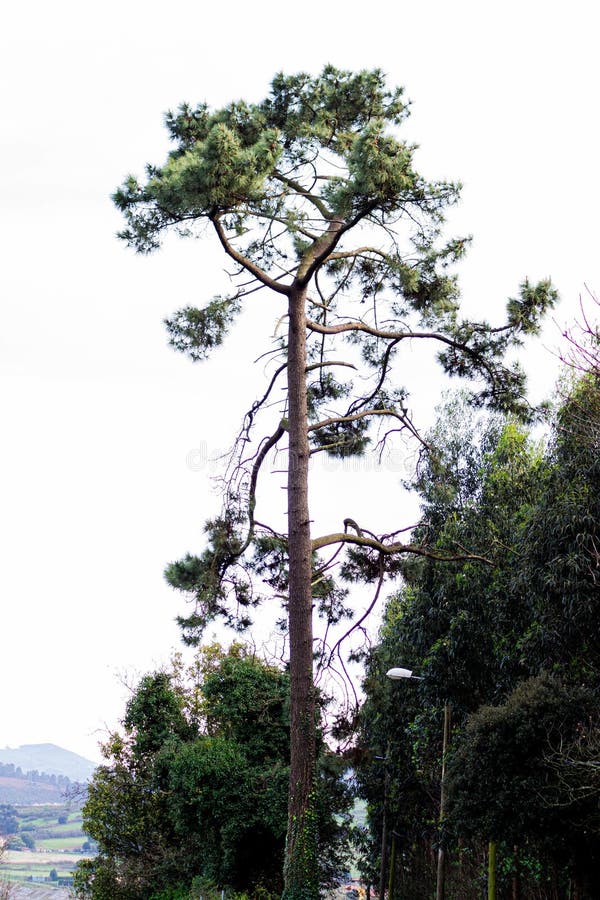 Vertical Closeup Shot of Tall-growing Trees Under a Clear Blue Sky ...