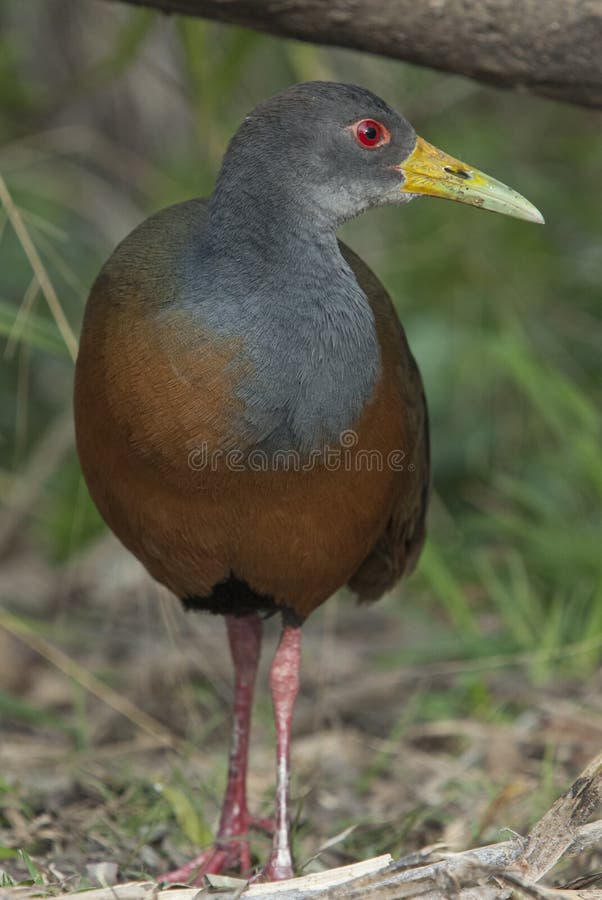 Vertical Closeup Shot of a Thick Rallidae Standing on the Soil with ...
