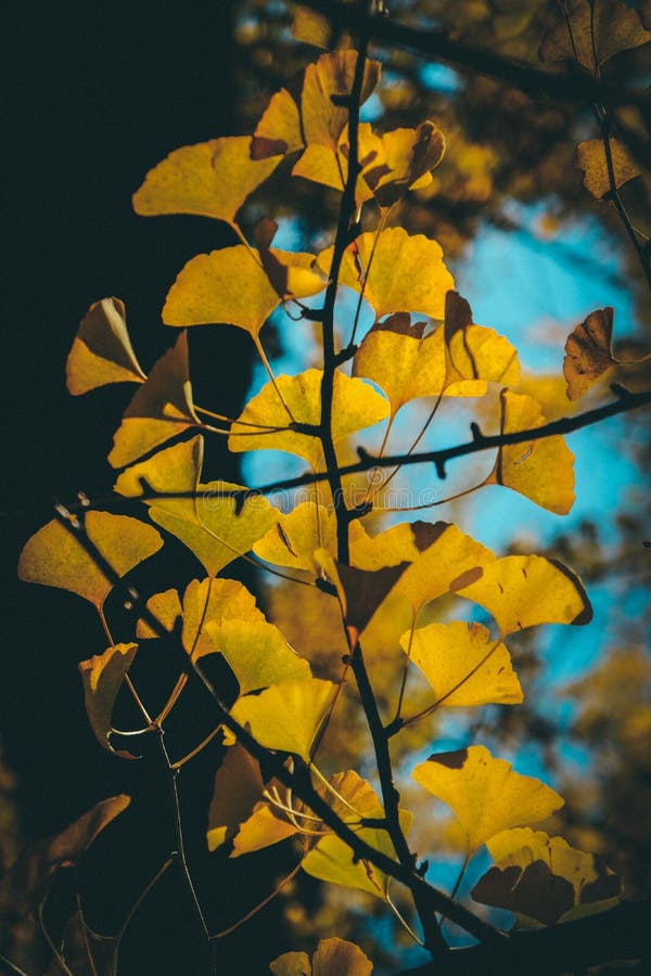 Vertical Closeup Shot of a Tree Branch with Yellow Leaves Stock Image ...