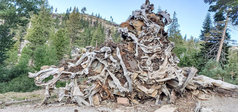 Vertical Closeup Shot of a Tree that Has Been Pulled Out from the ...