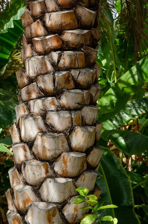 Vertical Closeup Shot of a Trunk of a Palm Tree Stock Photo - Image of ...