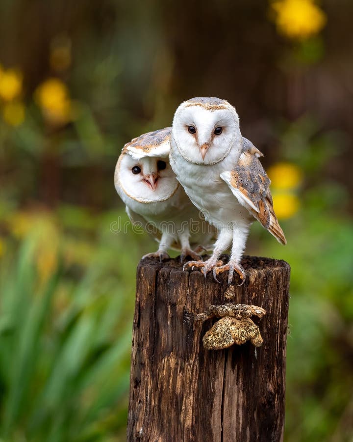 Vertical Closeup Shot of Two Barn Owls Sitting on a Stump of a Tree and ...