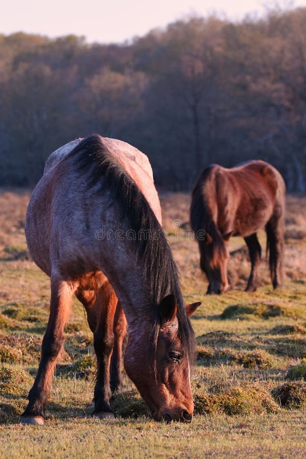 Vertical Closeup Shot of Two Brown Horses Grazing on a Grass Field in a ...