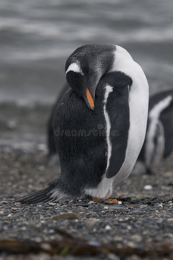 Penguins Hugging Stock Photos - Free & Royalty-Free Stock Photos from ...