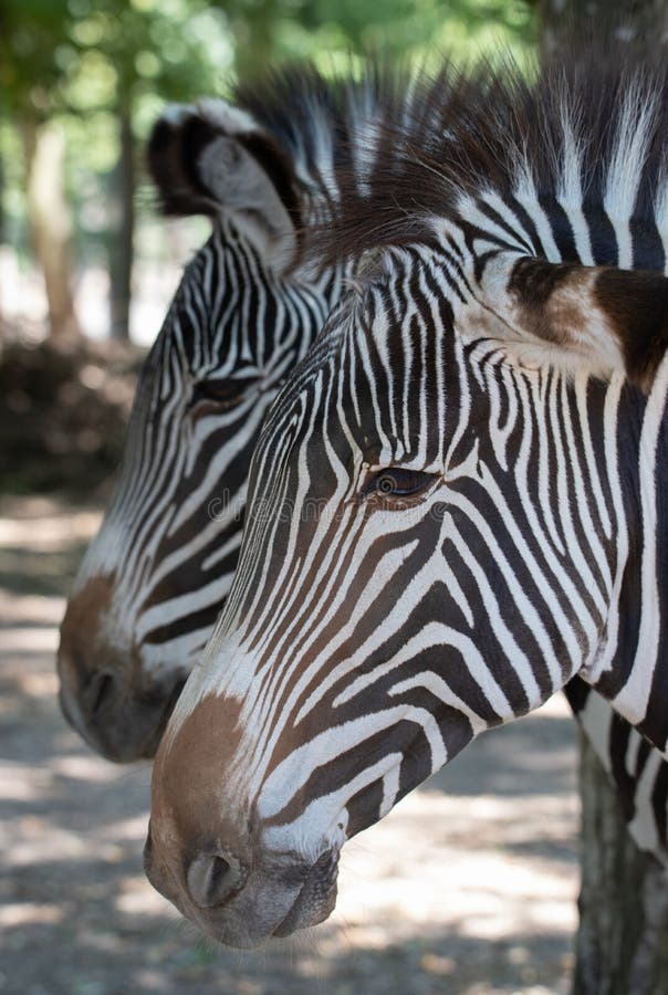 Vertical Closeup Shot of Two Striped Zebra Faces Stock Photo - Image of ...