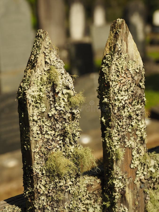 Vertical Closeup Shot of Two Wood Sticks Covered with Moss on Blurred ...