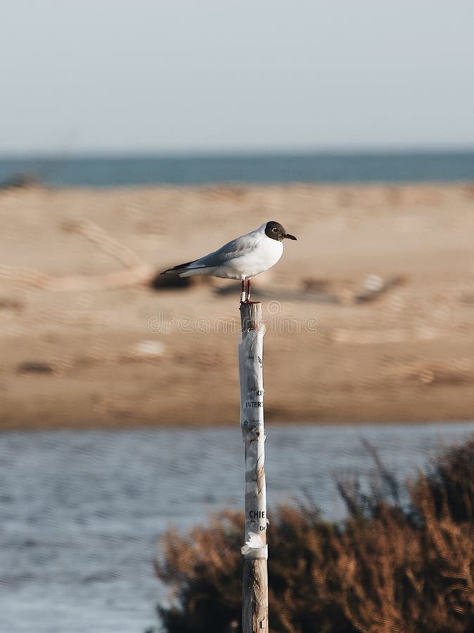Vertical Closeup Shot of a White Bird Sitting on a Wooden Column Stock ...