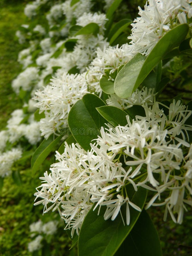 Vertical Closeup Shot of the White Flowers of a Chinese Fringe Tree ...