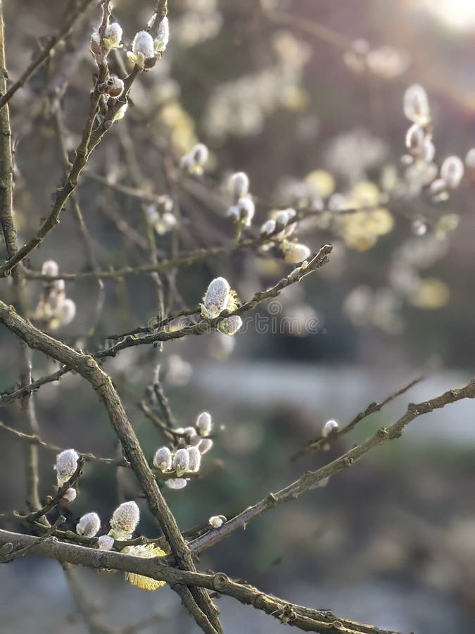 Vertical Closeup Shot of Willow Trees with Buds on the Branches Stock ...