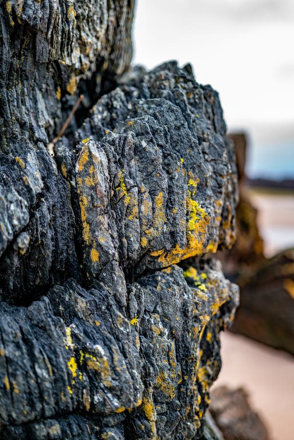 Vertical Closeup Shot of Yellow Lichens on the Beach Rock Stock Image ...