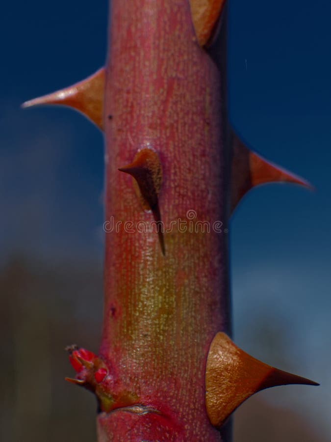 Vertical Closeup Shot of a Young Branch Full of Sharp Thorns Stock ...