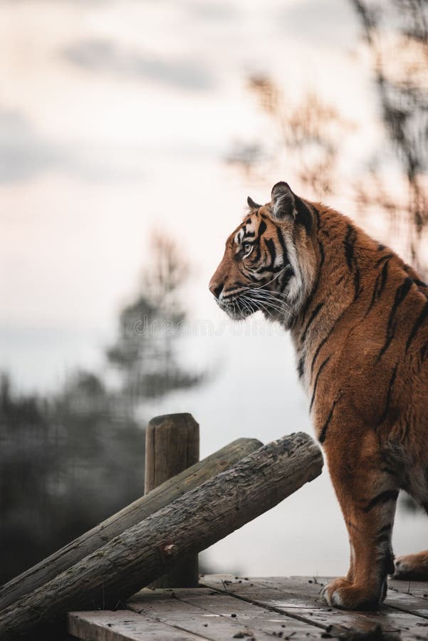 Vertical Closeup of a Sitting Tiger. Stock Image - Image of felidae ...