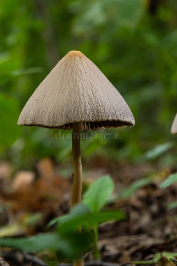 A Vertical Closeup of a Small Brown Mushroom Conocybe Siliginea Stock ...