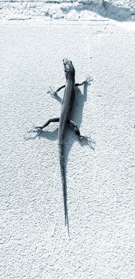 Vertical Closeup of a Small Lizard on a White Ground Stock Photo ...