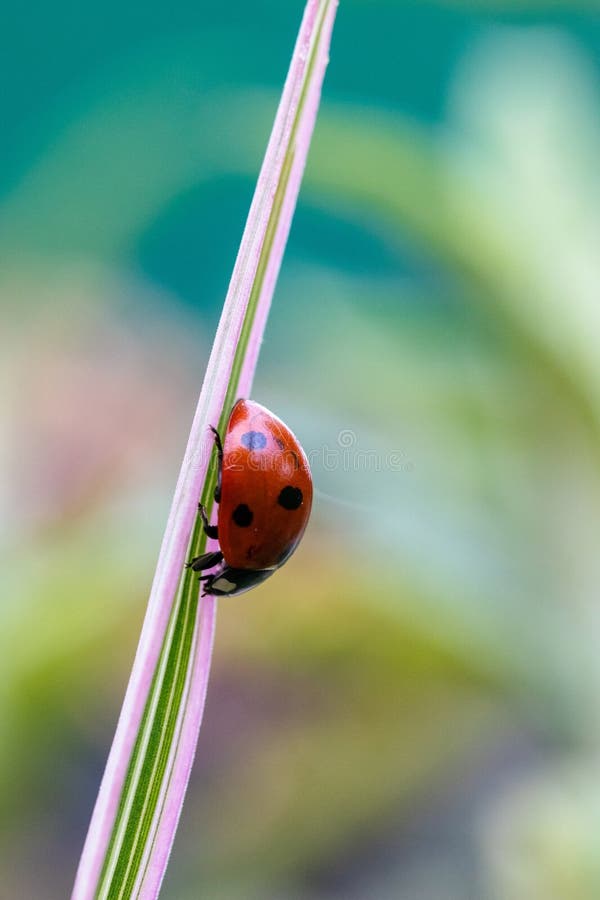 A Vertical Closeup of a Small Red and Black Ladybug with Black Spots or ...