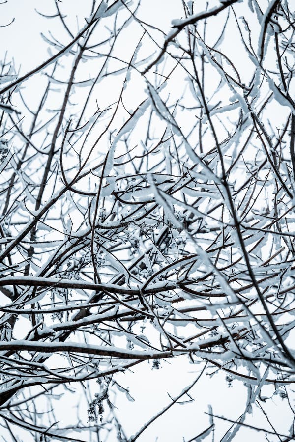 Vertical Closeup of Snow Covered Tree Branches in a Magical Winter ...