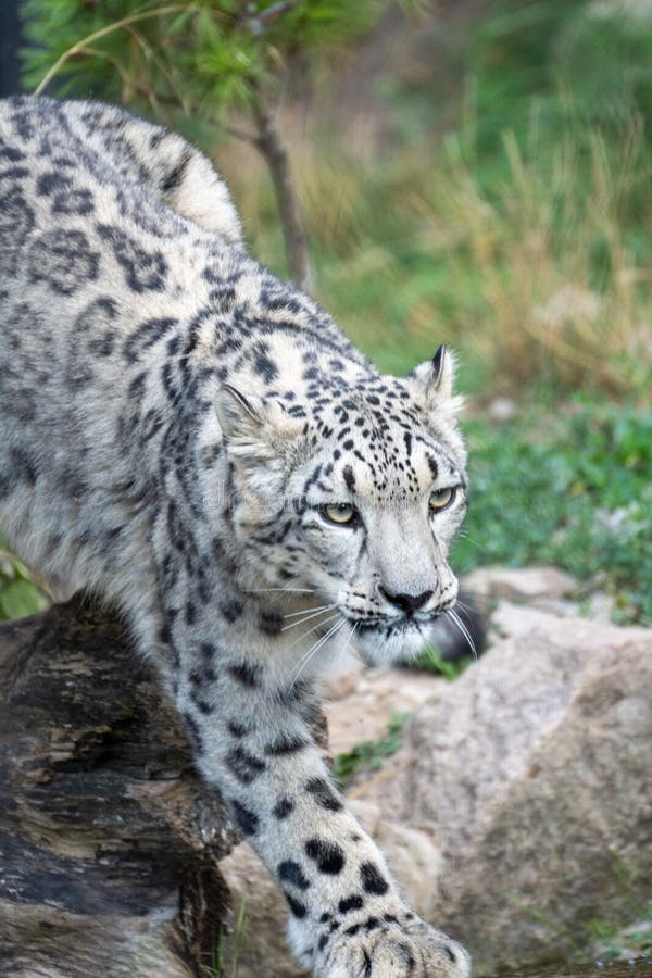 Vertical Closeup of Snow Leopard in the Zoo Stock Image - Image of ...