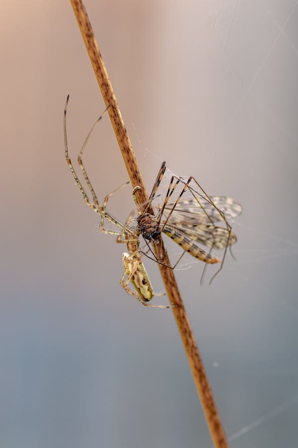 Vertical Closeup of a Spider with a Caught Crane Fly. Stock Image ...