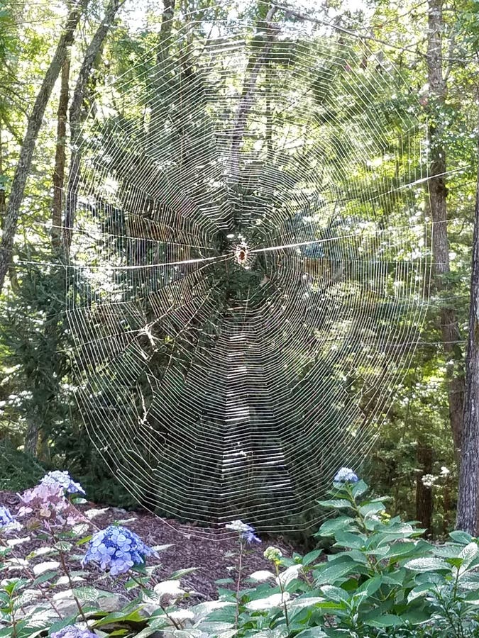 Vertical Closeup of a Spider on a Web in a Forest on a Sunny Day Stock ...