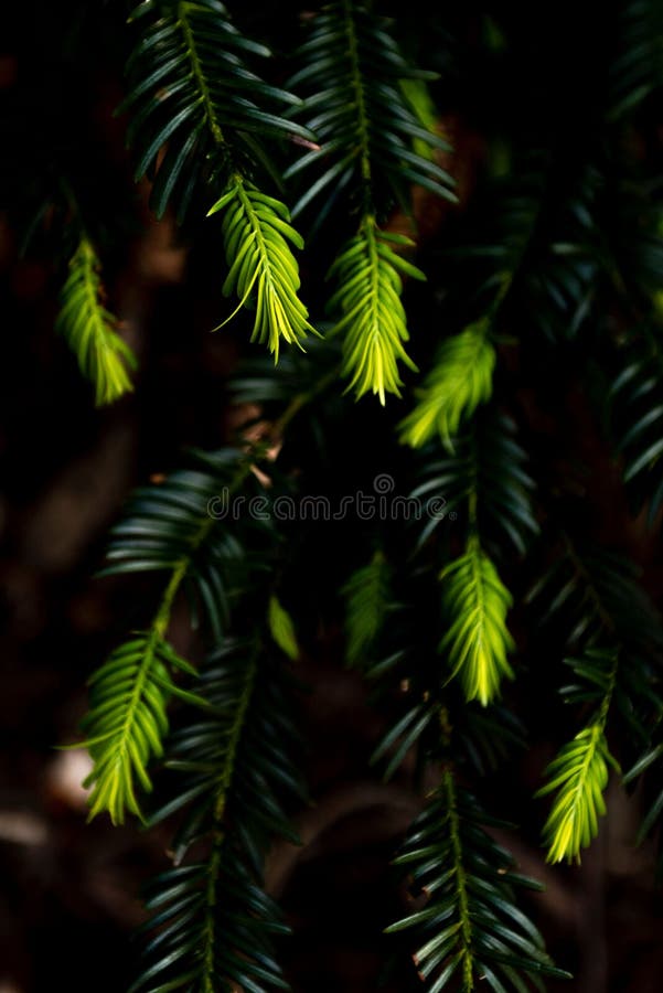Vertical Closeup of Spruce Leaves on the Tree Stock Photo - Image of ...