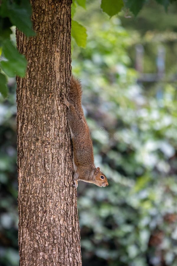 Vertical Closeup of a Squirrel Climbing the Tree Trunk in Castleford ...