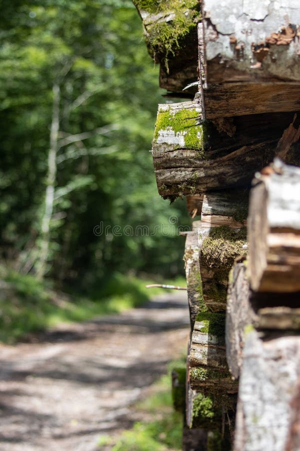 Vertical Closeup of the Stack of Wood Logs. Lomont, France Stock Image ...