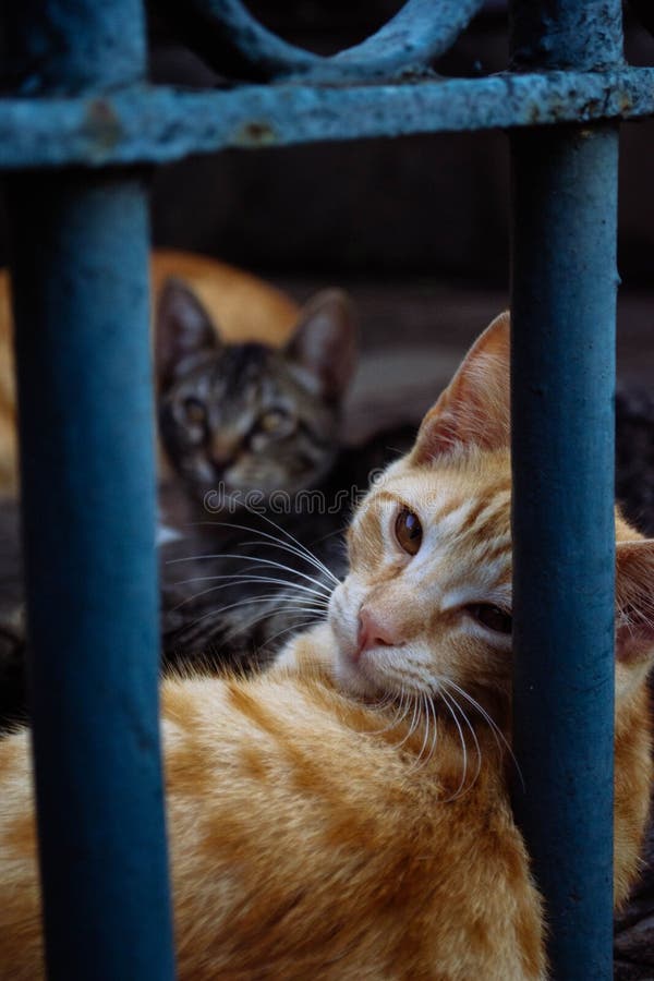 Vertical Closeup of Stray Cats Behind a Blue Gate Looking at the Camera ...