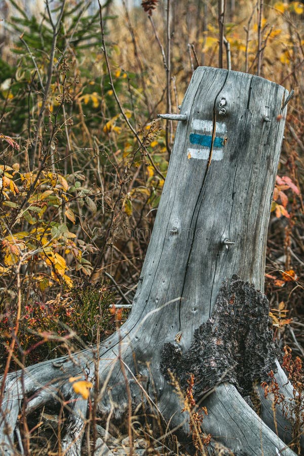 Vertical Closeup of a Stump with a Mark. Stock Image - Image of foliage ...
