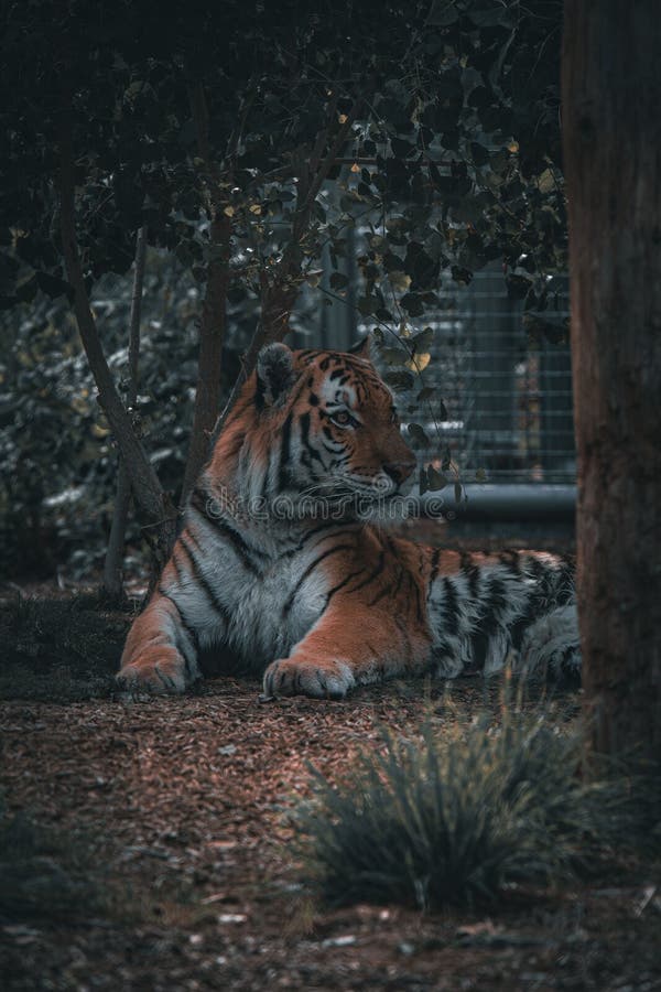 Vertical Closeup of a Sumatran Tiger Looking Aside, Lying on the Ground ...