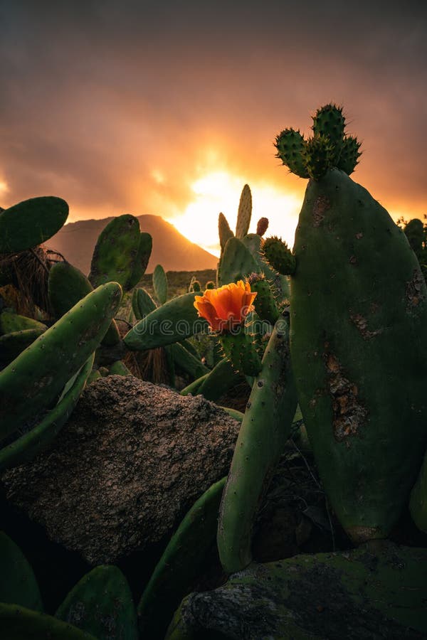 Vertical Closeup of the Sunset Over Big Green Cactuses Growing in a ...