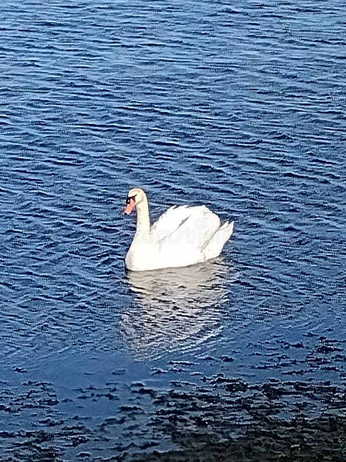 Vertical Closeup of a Swan on the Surface of a Lake Stock Photo - Image ...