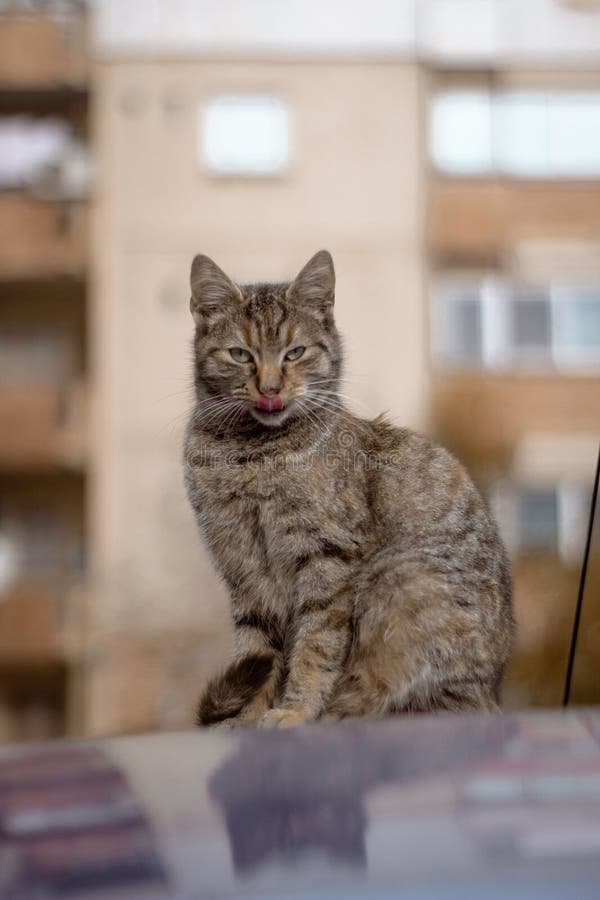 Vertical Closeup of a Tabby Cat Sitting Outdoors Stock Photo - Image of ...