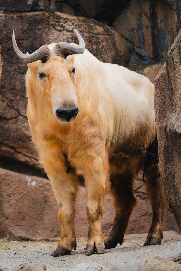 Vertical Closeup of a Takin in Tama Zoo, Japan Stock Image - Image of ...