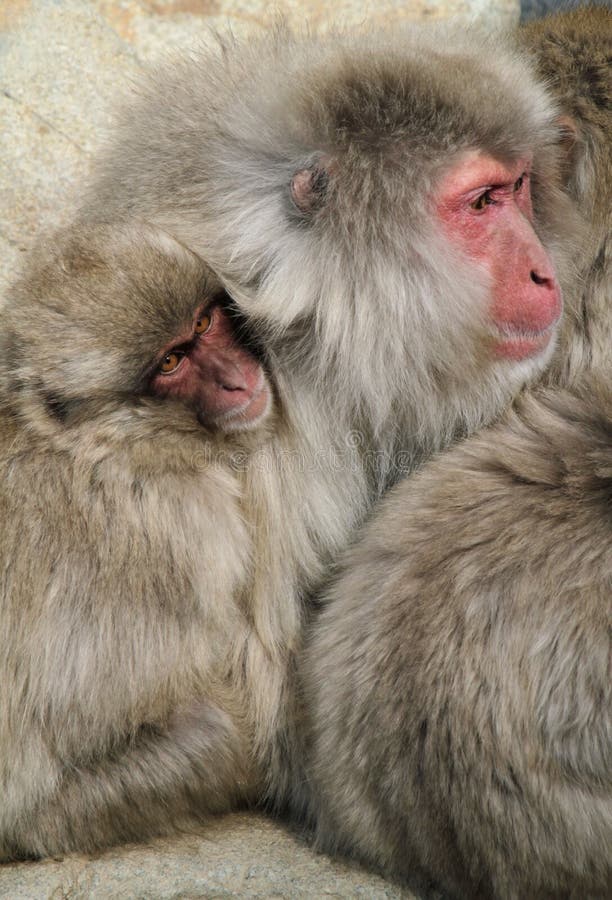 Vertical Closeup of Three Japanese Macaques Under the Sunlight Stock ...