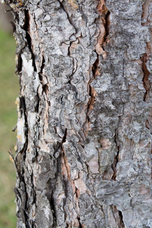 Vertical Closeup of the Tree Bark Texture Stock Photo - Image of ...