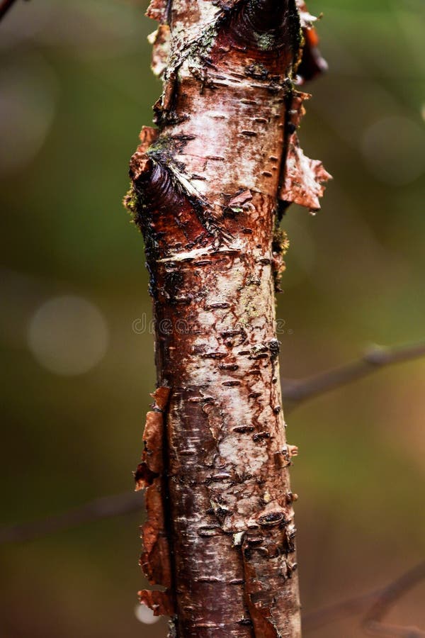 Vertical Closeup of a Tree Branch with Cracked Bark Stock Image - Image ...