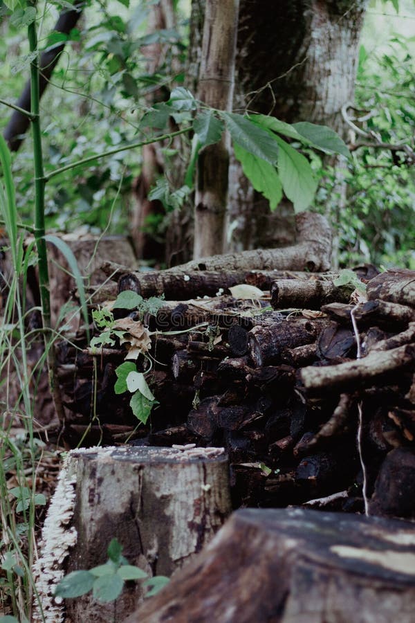 676 Deforestation Vertical Stock Photos - Free & Royalty-Free Stock ...