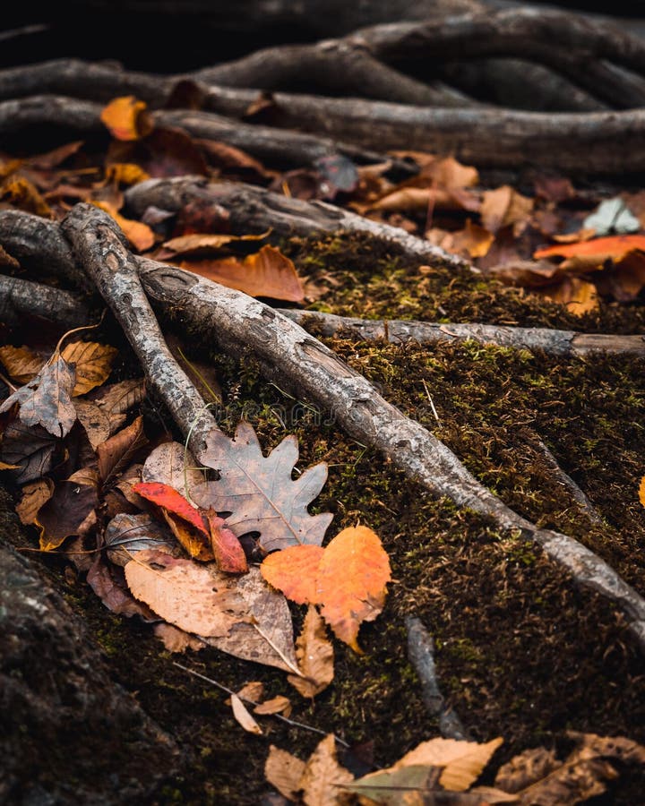 Vertical Closeup of Tree Roots with Autumn Foliage. Stock Photo - Image ...