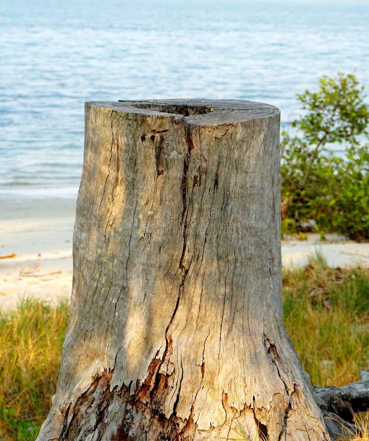 Vertical Closeup of the Tree Stump on the Beach Stock Image - Image of ...