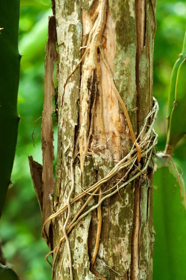 Vertical Closeup of a Tree Trunk with Peeled Bark. Stock Photo - Image ...