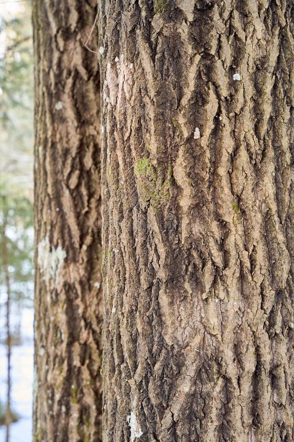 Vertical Closeup of Tree Trunks in a Coniferous Forest. Stock Photo ...